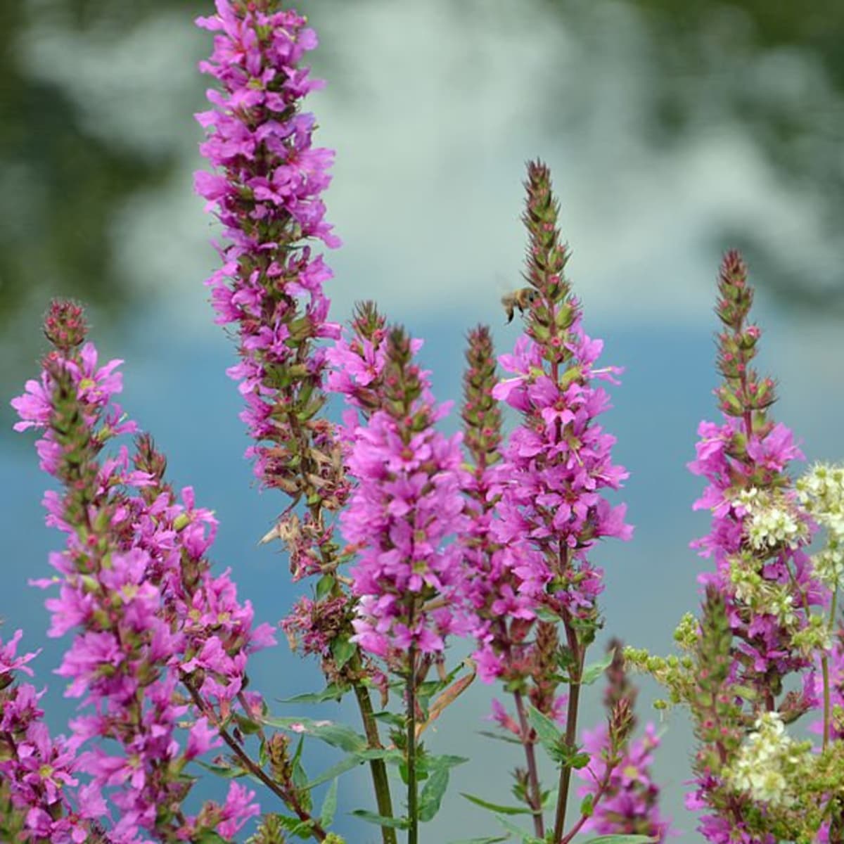 Purple Loosestrife » Conservation Office