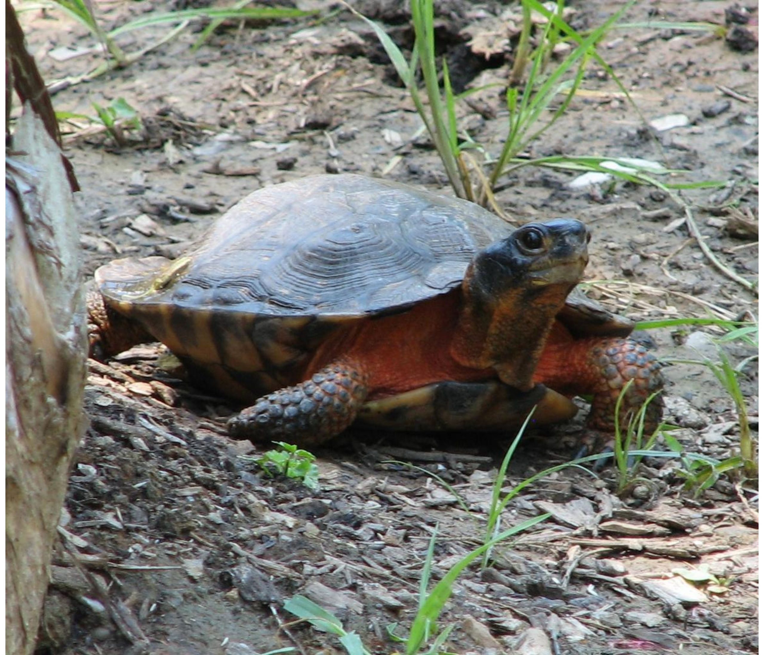 Native Species of Turtles » Conservation Office