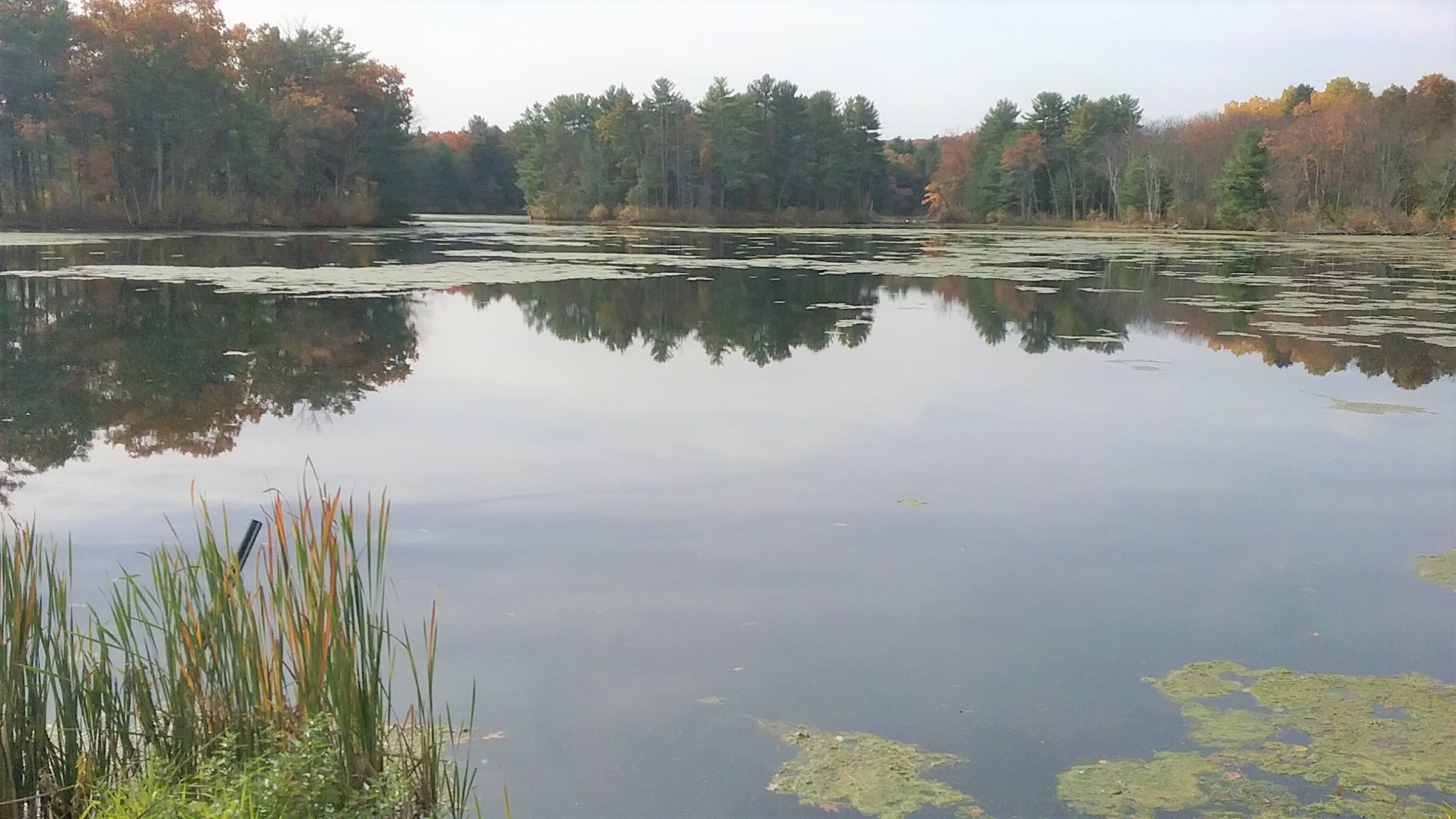 What is a Wetland? » Conservation Commission