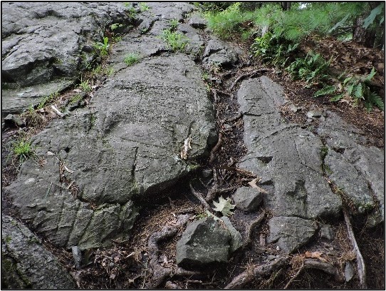 Setting the Post-Glacial Scene » Conservation Commission